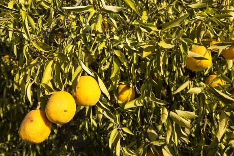 Dying Orange Trees That No Longer Editorial Stock Photo - Stock Image ...