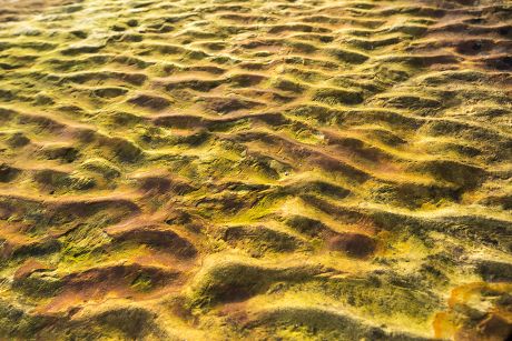 Fossil Ripple Beach Marks Sandstone On Editorial Stock Photo - Stock ...