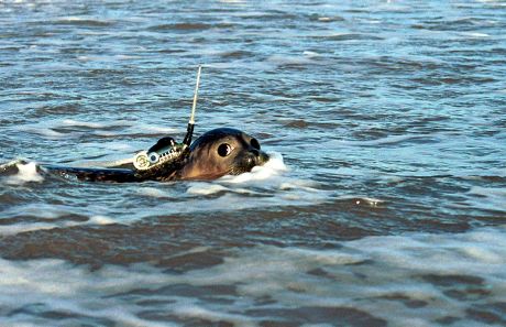 Rehabilitated Seal Satellite Tracking Tag Released Editorial Stock ...