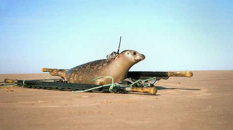 Rehabilitated Seal Satellite Tracking Tag Released Editorial Stock ...