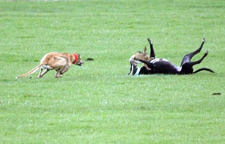 Waterloo Cup Hare Coursing Editorial Stock Photo - Stock Image ...