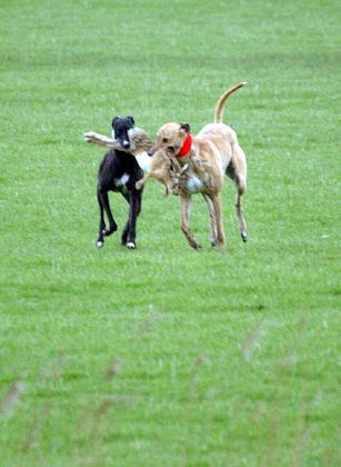 Waterloo Cup Hare Coursing Editorial Stock Photo - Stock Image ...
