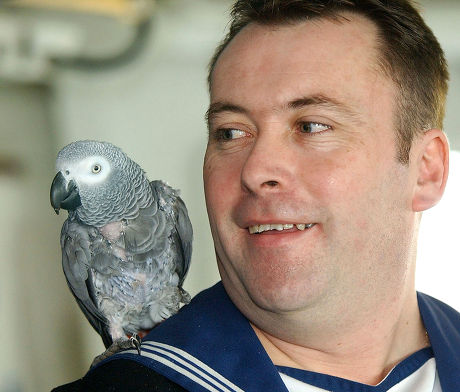 Steve Tunstall Sunny Parrot Editorial Stock Photo - Stock Image ...