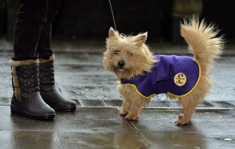Ukip Delegate Jackie Cullum Her Ten Editorial Stock Photo - Stock Image ...