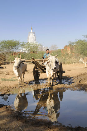 90 Cattle carts Stock Pictures, Editorial Images and Stock Photos ...