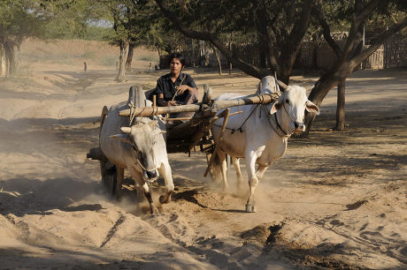 90 Cattle carts Stock Pictures, Editorial Images and Stock Photos ...