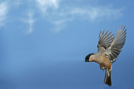 Bullfinch Pyrrhula Pyrrhula Female Flight Editorial Stock Photo - Stock ...