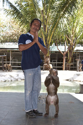 Thai Man Performing Show Monkey Tricks Editorial Stock Photo - Stock ...