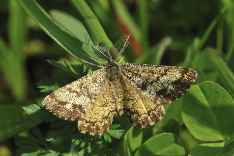 Common Heath Moth Ematurga Atomaria Editorial Stock Photo - Stock Image ...