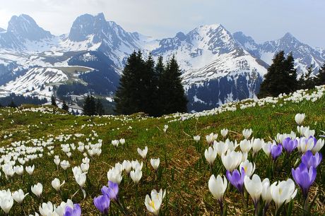 250 Crocus meadows Stock Pictures, Editorial Images and Stock Photos ...