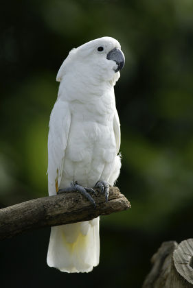 White Cockatoo Umbrella Cockatoo Cacatua Alba Editorial Stock Photo ...
