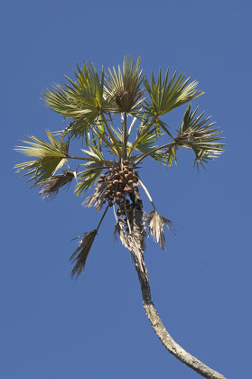 Doum Palm Hyphaene Thebaica Branched Stem Editorial Stock Photo - Stock ...