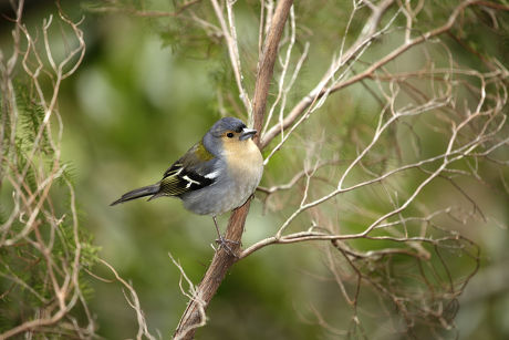 Madeira Chaffinch Fringilla Coelebs Maderensis Madeira Editorial Stock ...