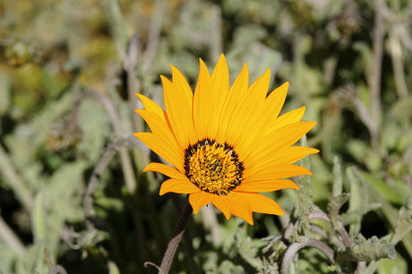 African Daisy Gousblom Arctotis Hirsuta Namaqualand Editorial Stock ...