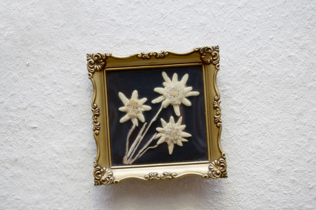 Dried Edelweiss Picture Frame Editorial Stock Photo - Stock Image ...