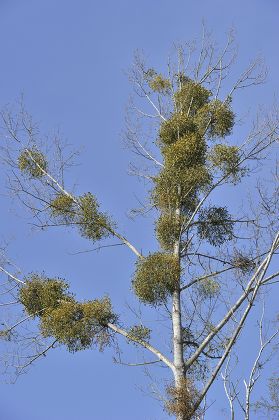 35 Common mistletoe Stock Pictures, Editorial Images and Stock Photos ...