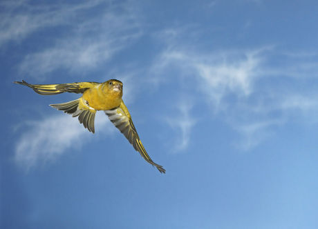 Canary Serinus Canaria Forma Domestica Flight Editorial Stock Photo ...