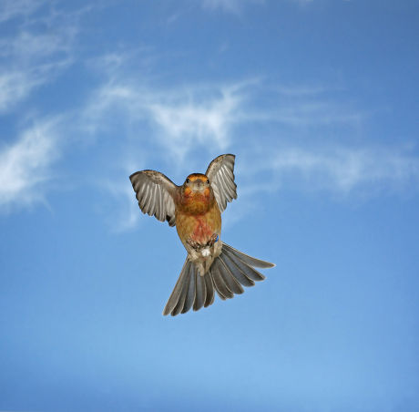Rosefinch Carpodacus Erythrinus Flight Editorial Stock Photo - Stock ...