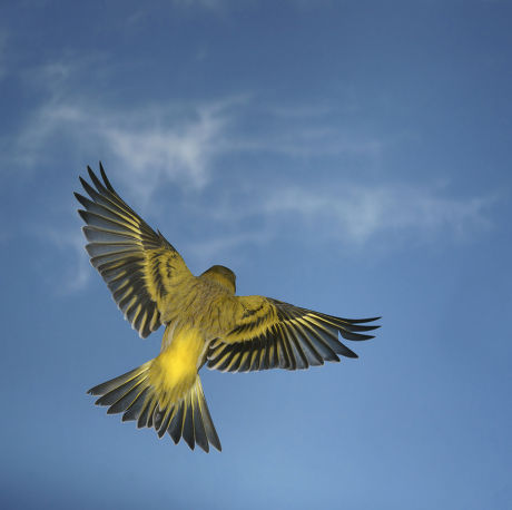 57 Bird flight perspective Stock Pictures, Editorial Images and Stock ...