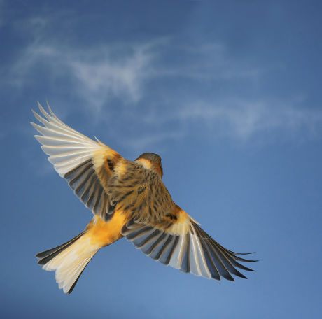 57 Bird flight perspective Stock Pictures, Editorial Images and Stock ...