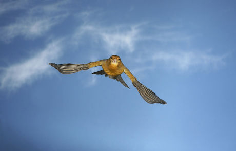 Rosefinch Carpodacus Erythrinus Flight Editorial Stock Photo - Stock ...