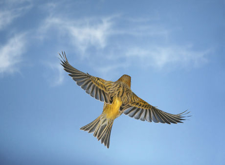 57 Bird flight perspective Stock Pictures, Editorial Images and Stock ...