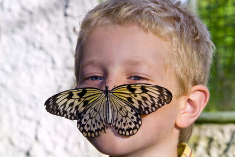 Model Released Boy Butterfly On His Editorial Stock Photo - Stock Image ...