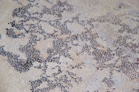 Aerial View On Lesser Flamingos Phoeniconaias Editorial Stock Photo ...