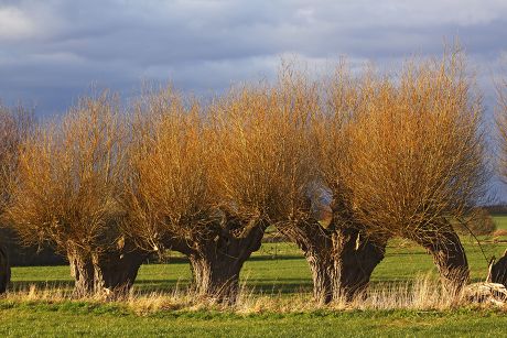 56 Pollarded trees Stock Pictures, Editorial Images and Stock Photos ...