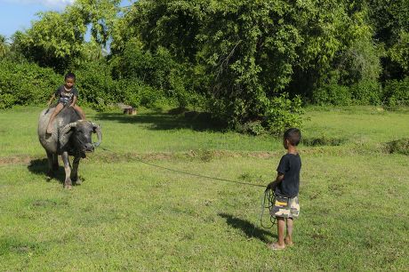 17 Rider rides buffalo Stock Pictures, Editorial Images and Stock ...