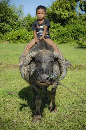 17 Rider rides buffalo Stock Pictures, Editorial Images and Stock ...