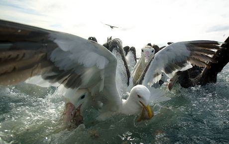 Wandering Albatrosses Feeding Behind Fishing Boat Editorial Stock Photo ...