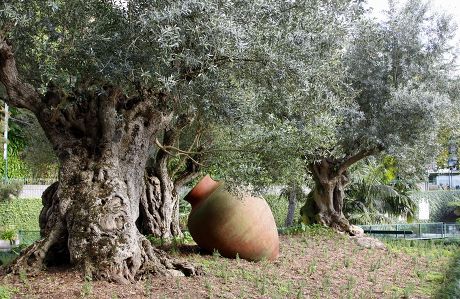 1000 Year Old Olive Trees Giant Editorial Stock Photo - Stock Image ...