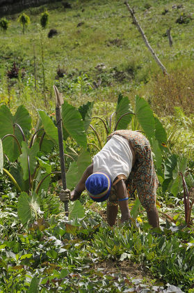 3 Sowing stick Stock Pictures, Editorial Images and Stock Photos ...