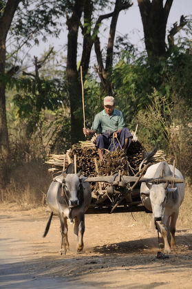 30 Cane cart Stock Pictures, Editorial Images and Stock Photos ...