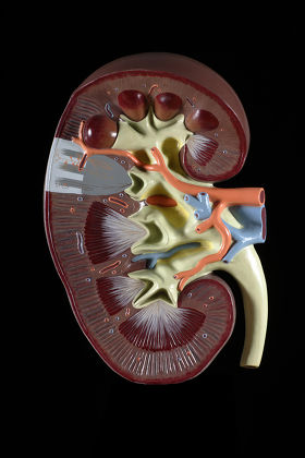 91 Anatomical models Stock Pictures, Editorial Images and Stock Photos ...