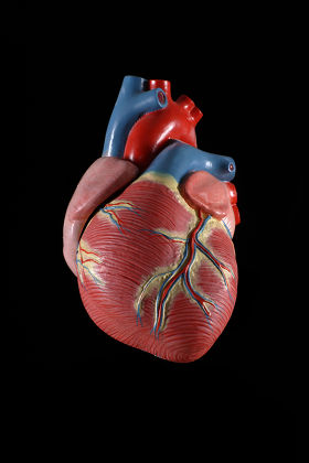 91 Anatomical models Stock Pictures, Editorial Images and Stock Photos ...