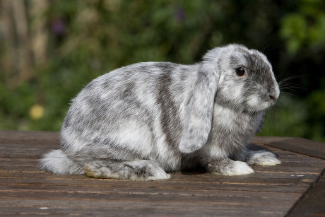 English Lop Rabbit Breed Editorial Stock Photo - Stock Image | Shutterstock