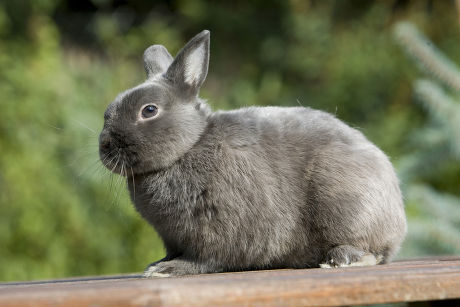 Netherland Dwarf Rabbit Breed Editorial Stock Photo - Stock Image ...