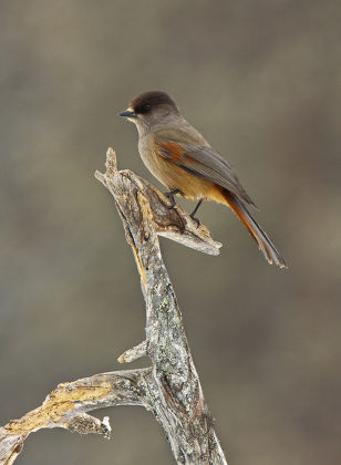 Siberian Jay Perisoreus Infaustus Hamra Nationalpark Editorial Stock ...