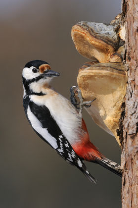 20 Anvil bird Stock Pictures, Editorial Images and Stock Photos ...