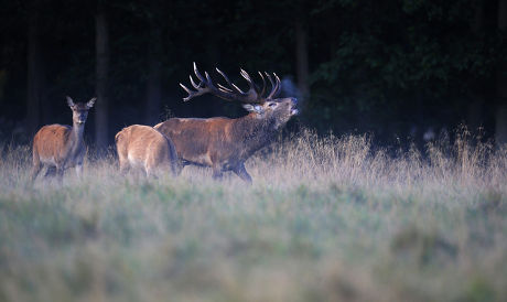 31 Ground rut Stock Pictures, Editorial Images and Stock Photos ...