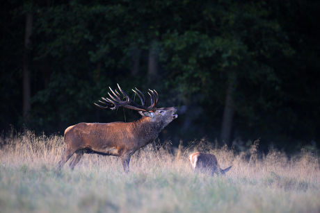 31 Ground rut Stock Pictures, Editorial Images and Stock Photos ...