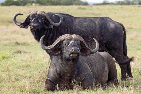 8 Affalo Stock Pictures, Editorial Images and Stock Photos | Shutterstock