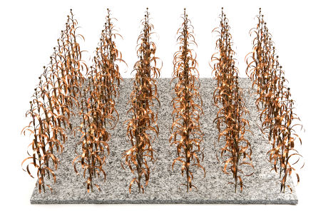 Corn Field Made Copper Symbolic Genetically Editorial Stock Photo ...