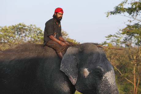 Mahut Riding Elephant Asian Asiatic Indian Editorial Stock Photo ...