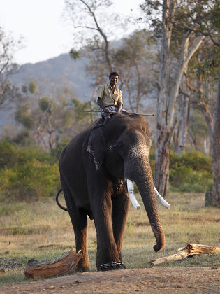 55 Mudumalai Stock Pictures, Editorial Images and Stock Photos ...