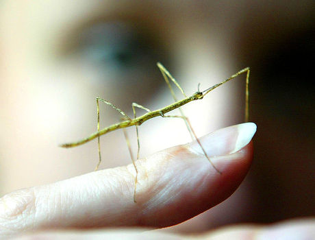 Twiggy Longest Stick Insect Egg 4mm Editorial Stock Photo - Stock Image ...