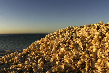 32 Shell piles Stock Pictures, Editorial Images and Stock Photos ...