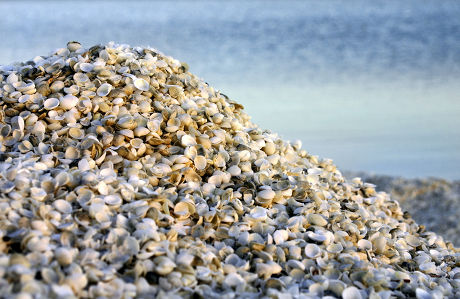 32 Shell piles Stock Pictures, Editorial Images and Stock Photos ...